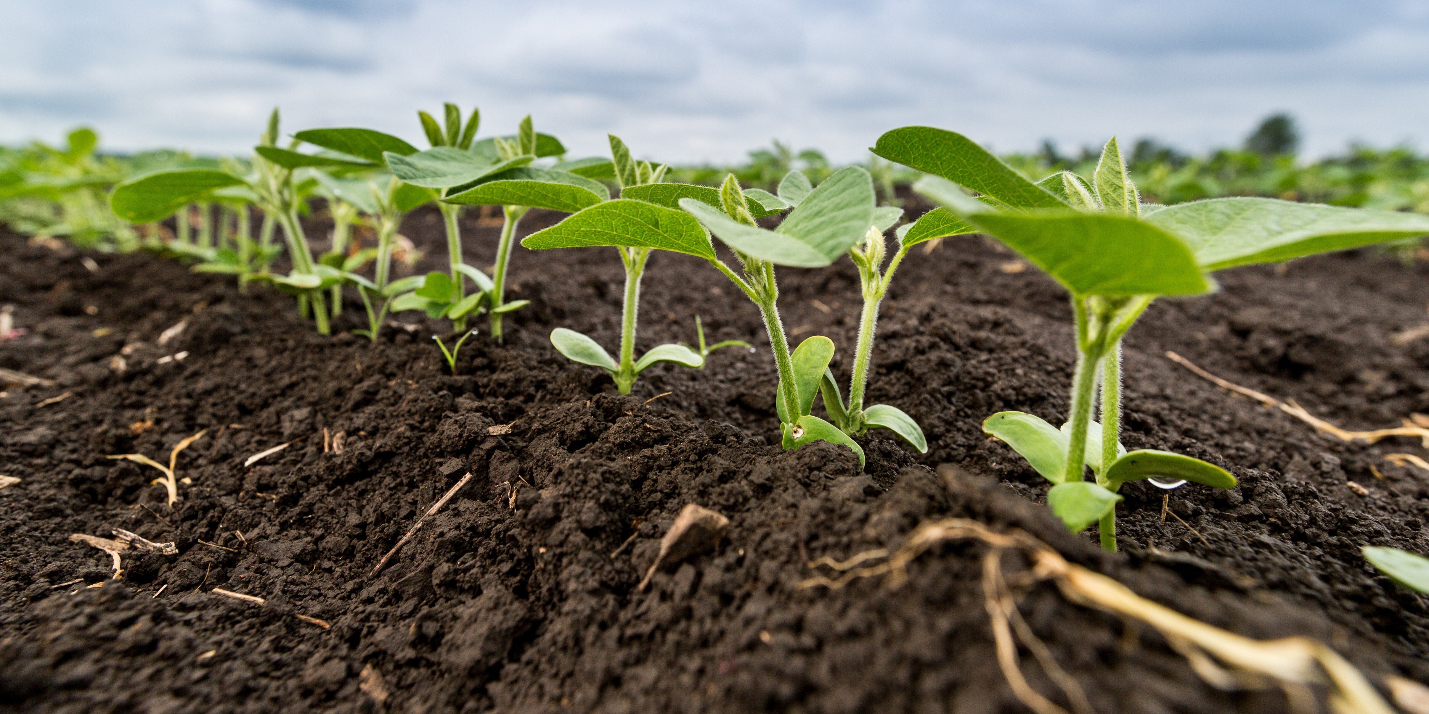 Ag Issues: Soil Health